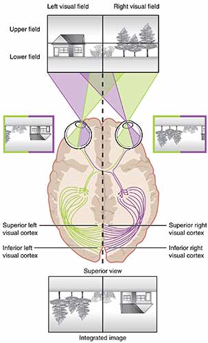 Quand l'imagerie révolutionne la connaissance du système visuel | Le ...