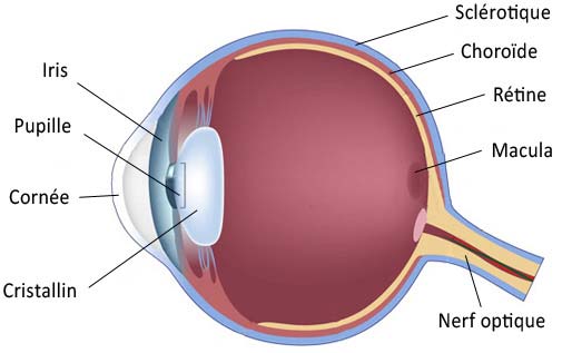 Définition de la choroïde | Le Guide De La Vue
