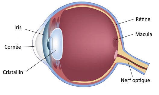 Définition de la fovéa | Le Guide De La Vue