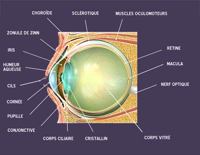 Anatomie de l'oeil - constituants - fonction | Guide-vue