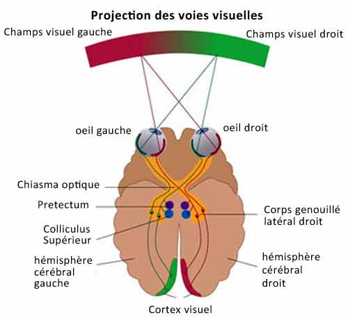 La vision - Fonctionnement du phénomène de la vision